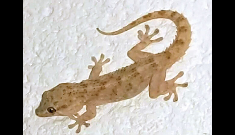 Benefits of Wall Geckos To Human Beings - Credible News